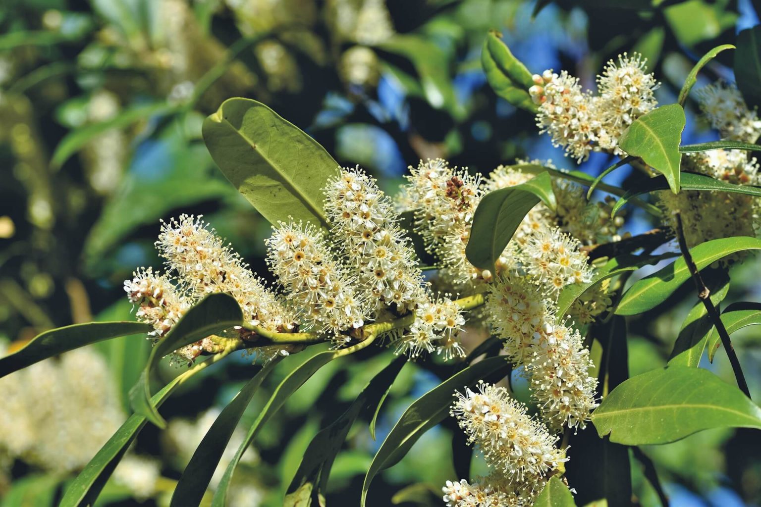 De laurier struik de ideale wintervaste plant | Homewishez